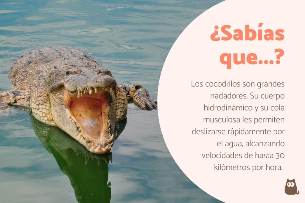 Descubriendo las Fascinantes Características de los Cocodrilos: Datos ...