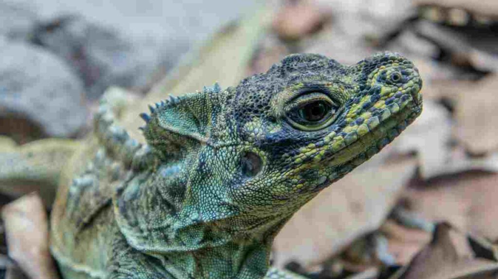 ¿El mundo a través de los ojos de los geckos: ¿Cómo ven y perciben su ...
