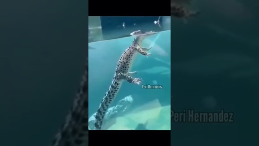 El sorprendente modo de desplazamiento de los cocodrilos en el agua ...